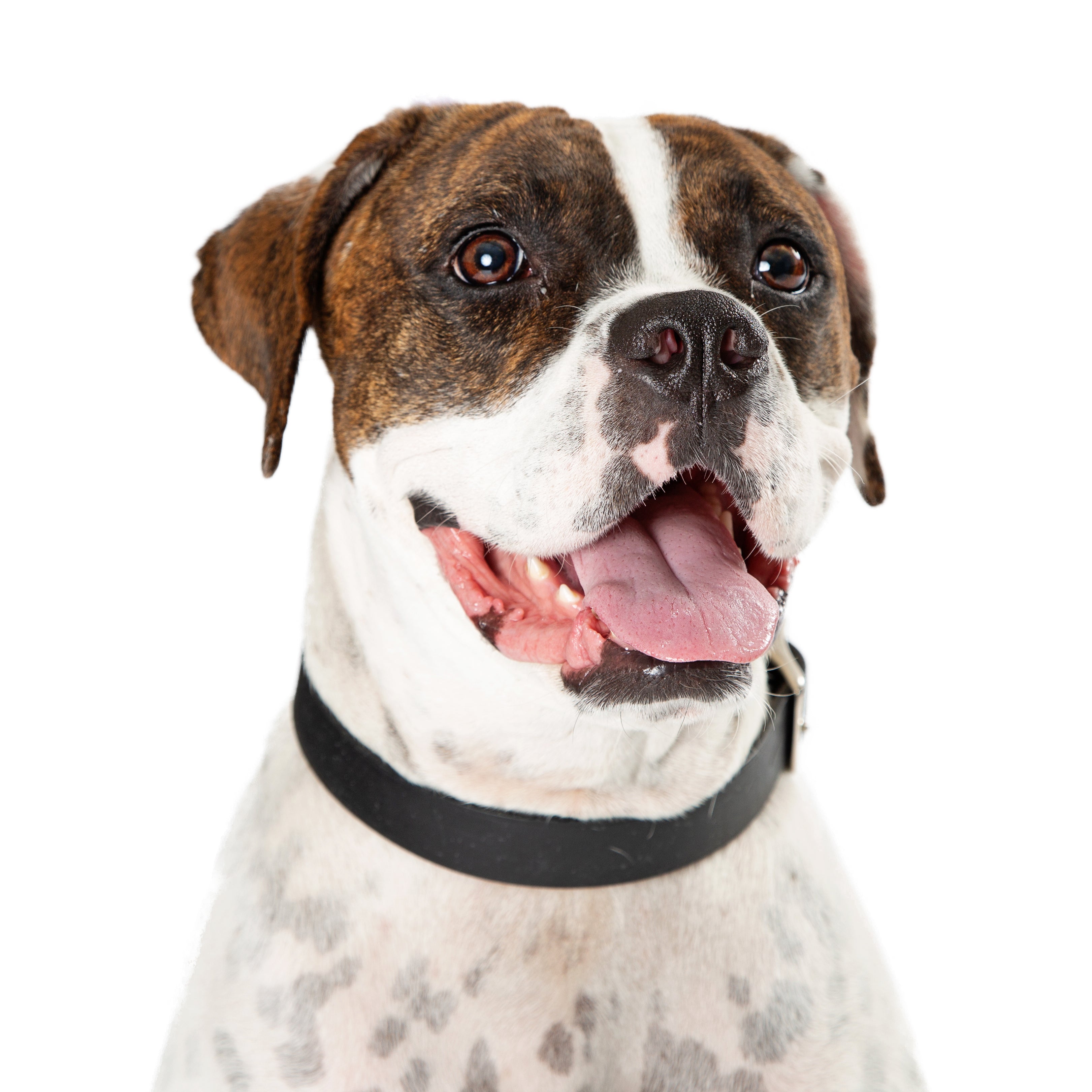 DOGGY GIFT BAGS – Pup Snacks